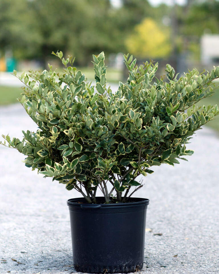 Ligustrum japonicum ‘Jack Frost’, Japanese Privet, Wax Leaf Ligustrum ...