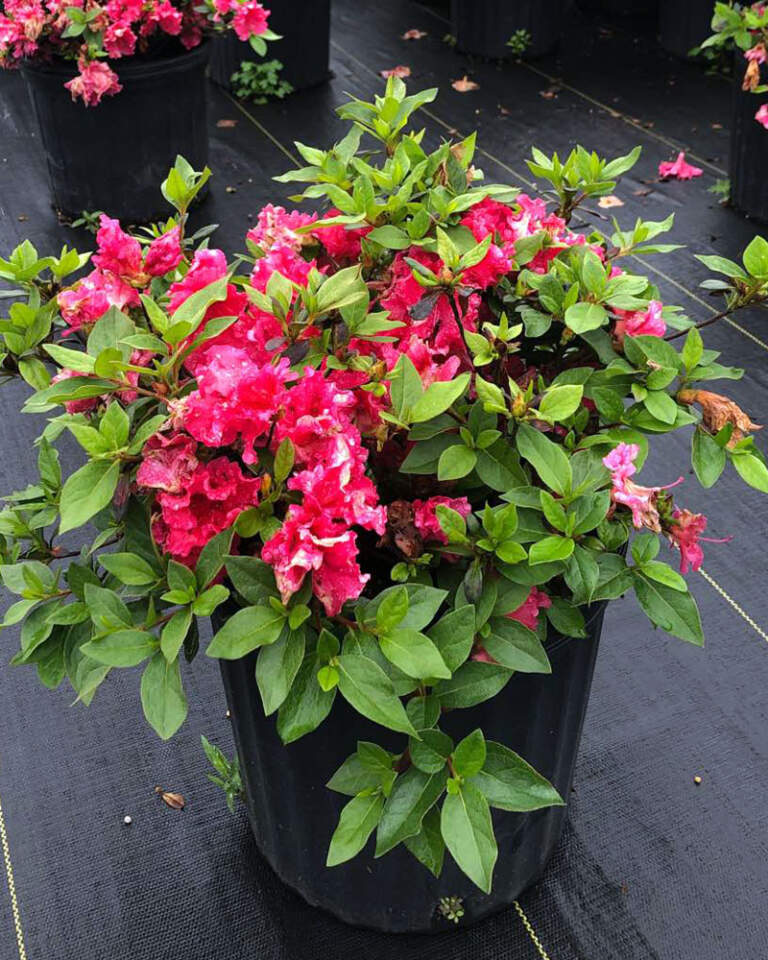 Rhododendron ‘Red Ruffles’, Rutherford Azalea | PlantVine
