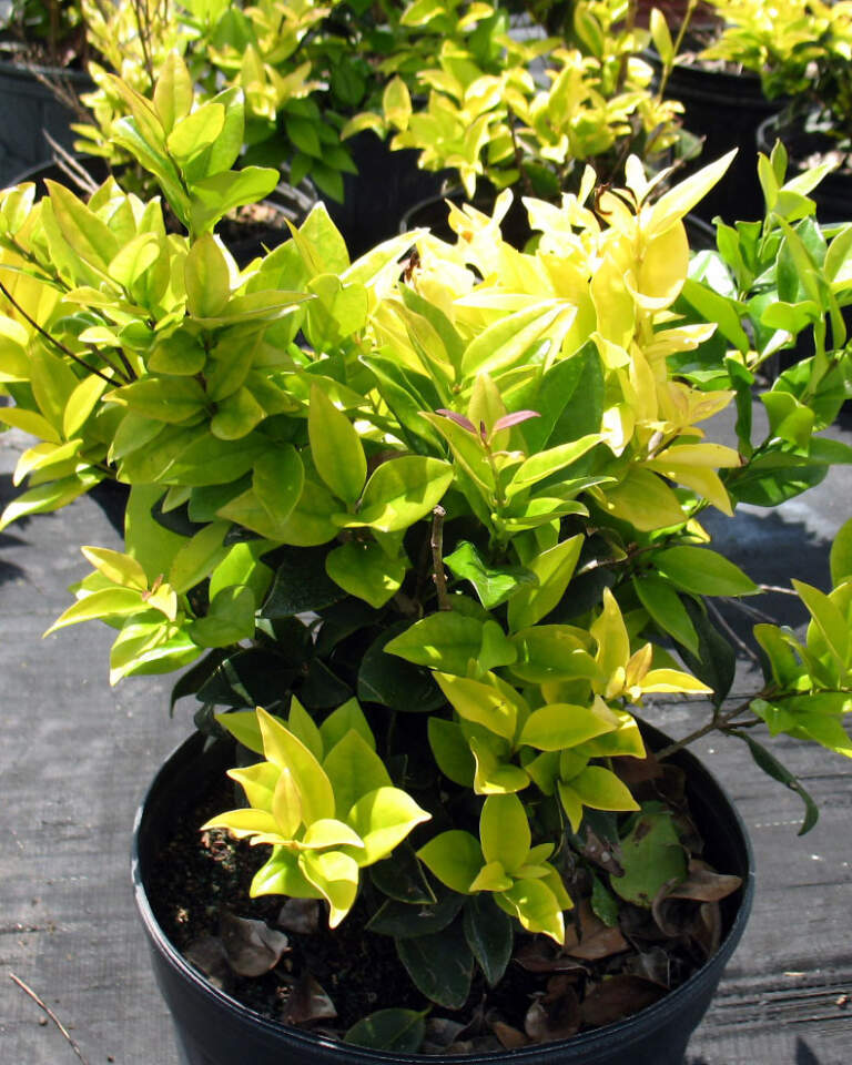 Ligustrum japonicum ‘Jack Frost’, Japanese Privet, Wax Leaf Ligustrum ...