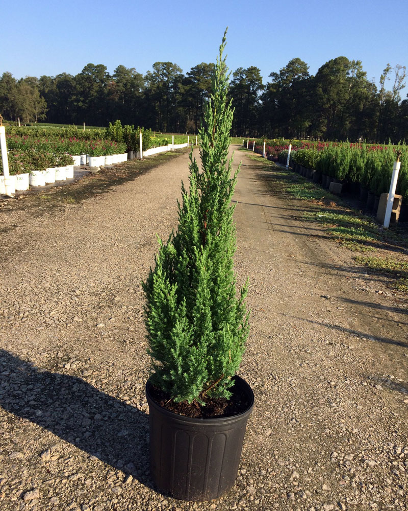 Blue Point Juniper Tree