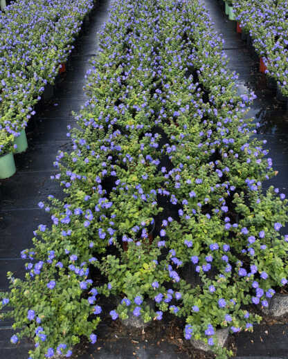 Evolvulus glomeratus ‘Blue My Mind’, Blue Daze | PlantVine