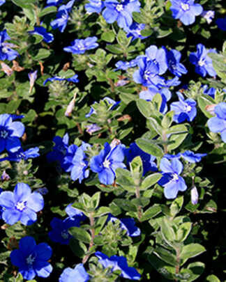 Evolvulus glomeratus ‘Blue My Mind’, Blue Daze | PlantVine