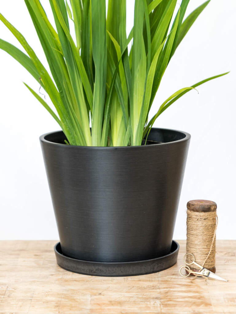 Selva Planter 12-inch | PlantVine