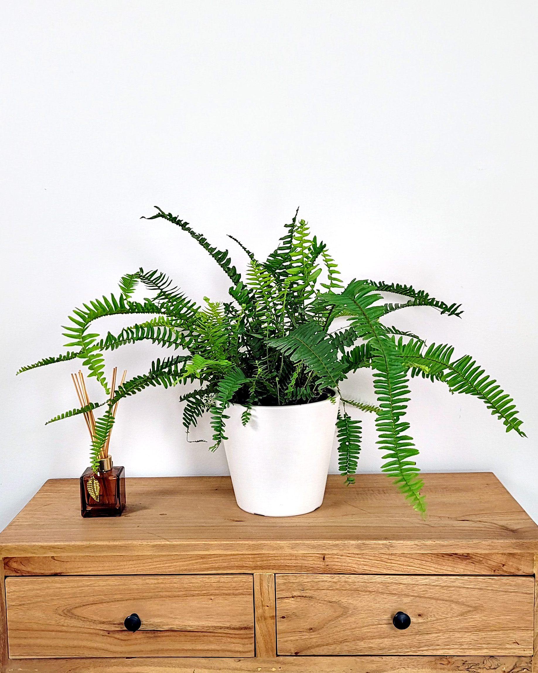 Kimberly Queen Fern | PlantVine