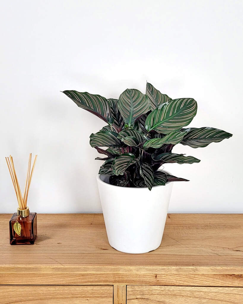 Pinstripe Calathea | PlantVine