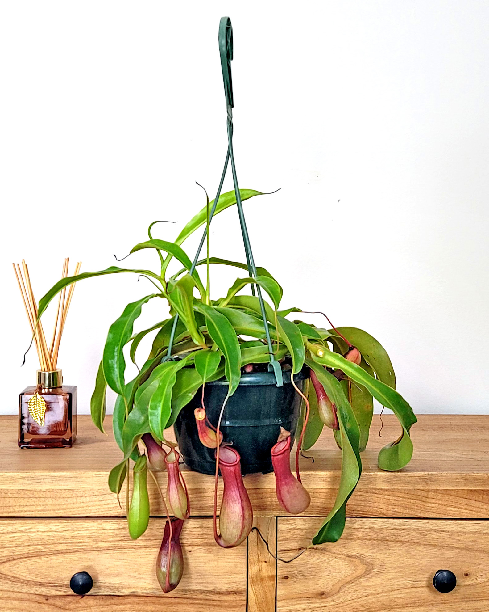 Tropical Pitcher Plant | PlantVine