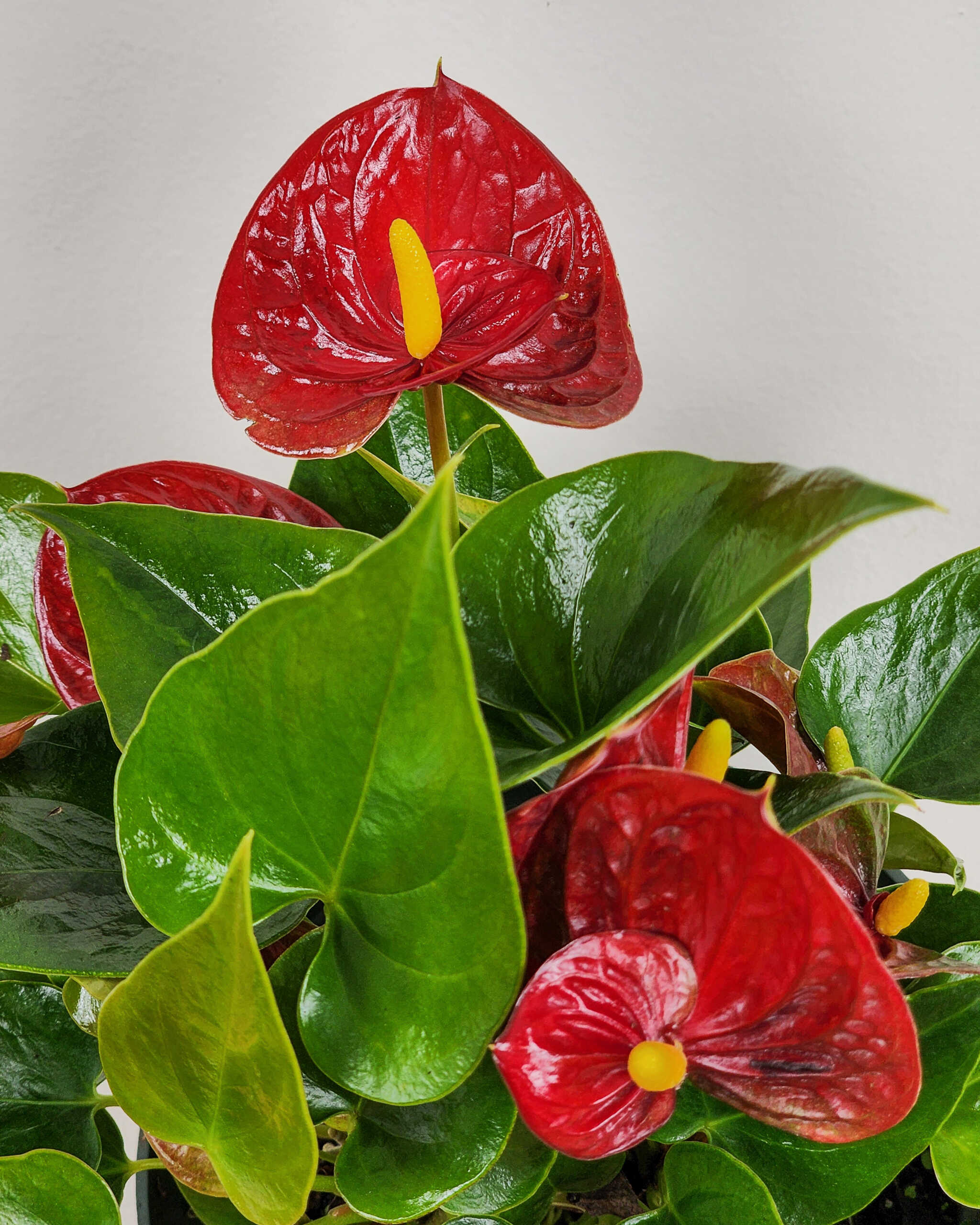Red Anthurium | PlantVine