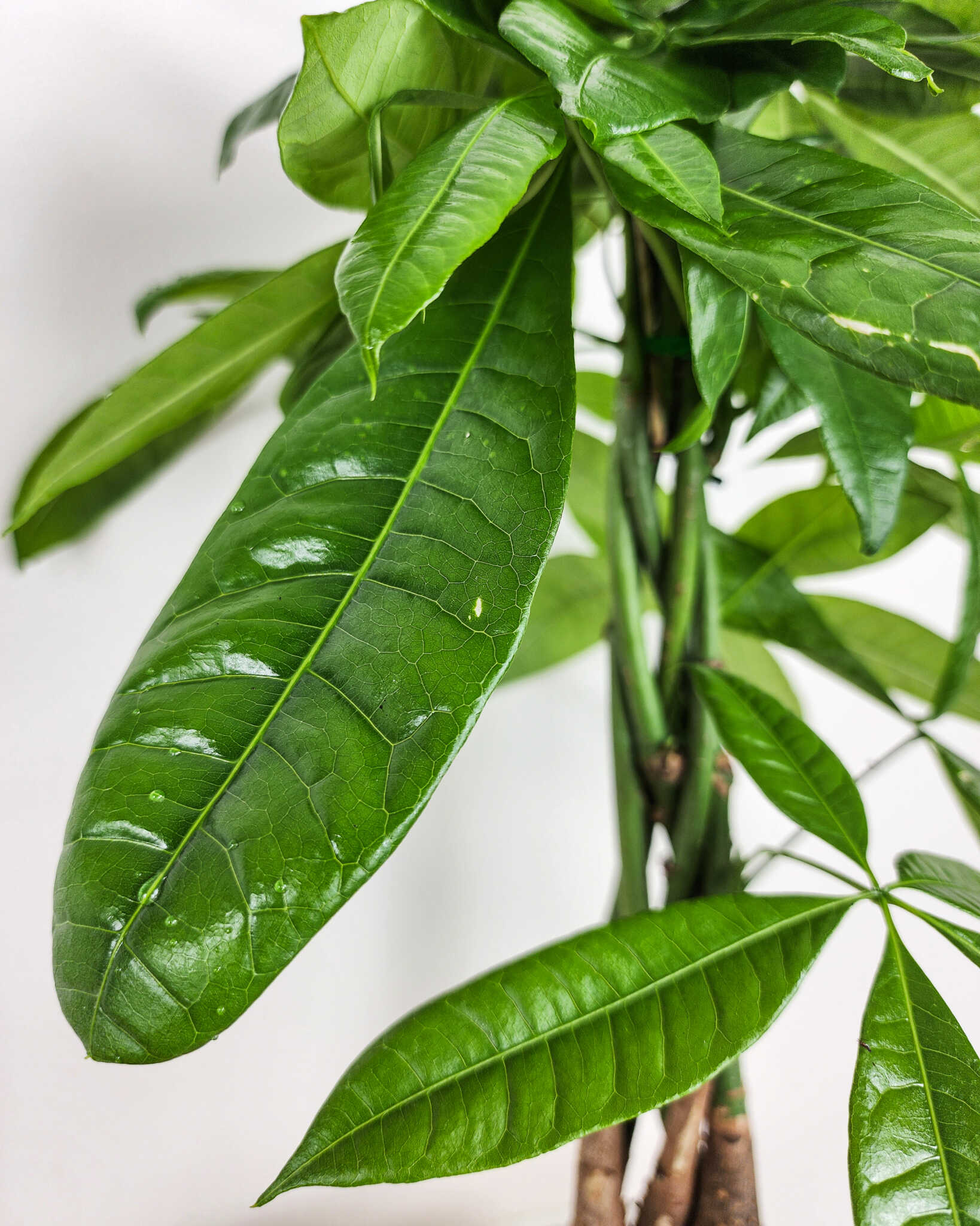 Braided Money Tree | PlantVine
