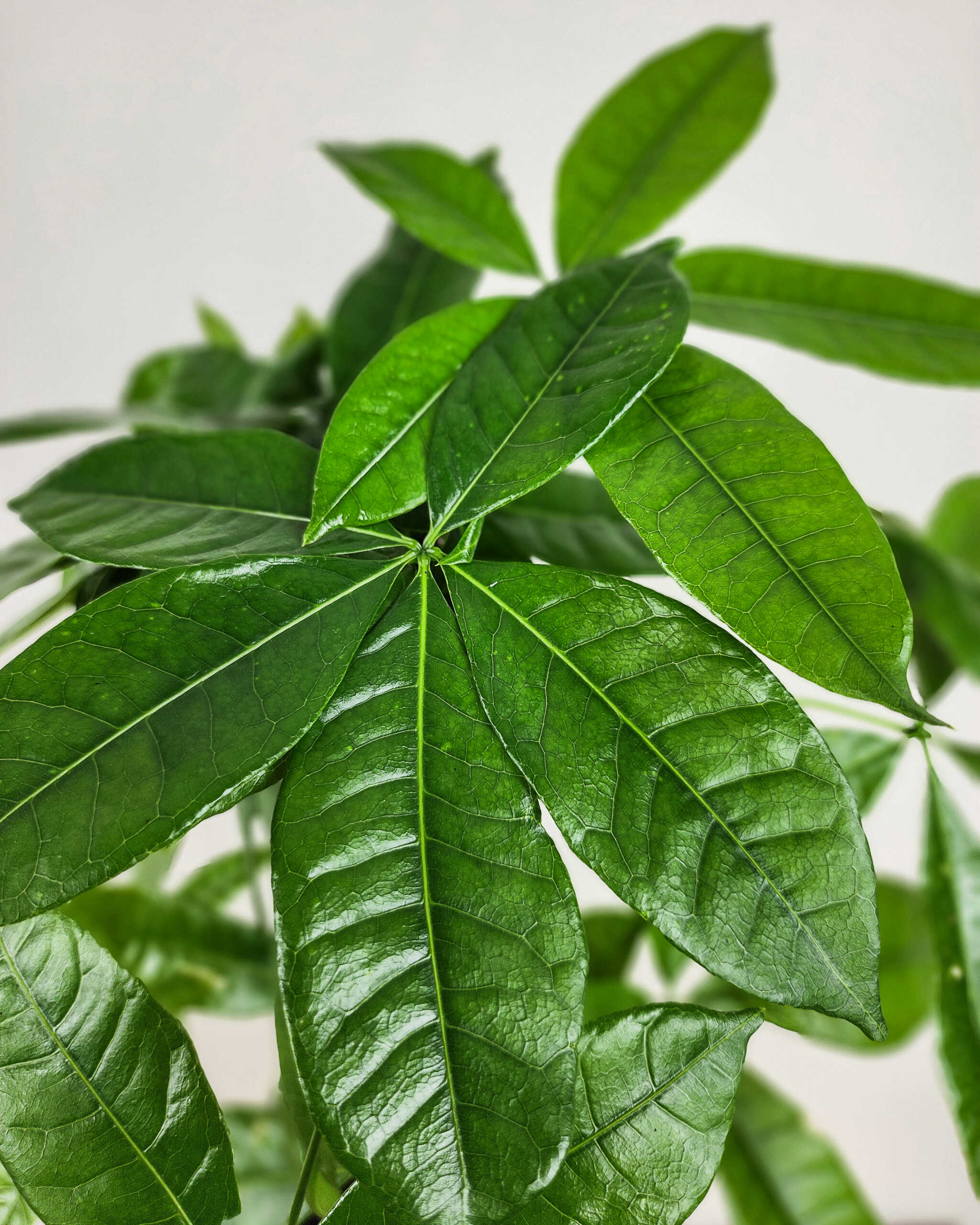 Braided Money Tree | PlantVine