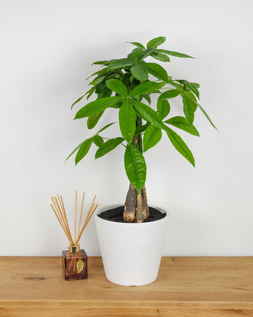 Braided Money Tree | PlantVine