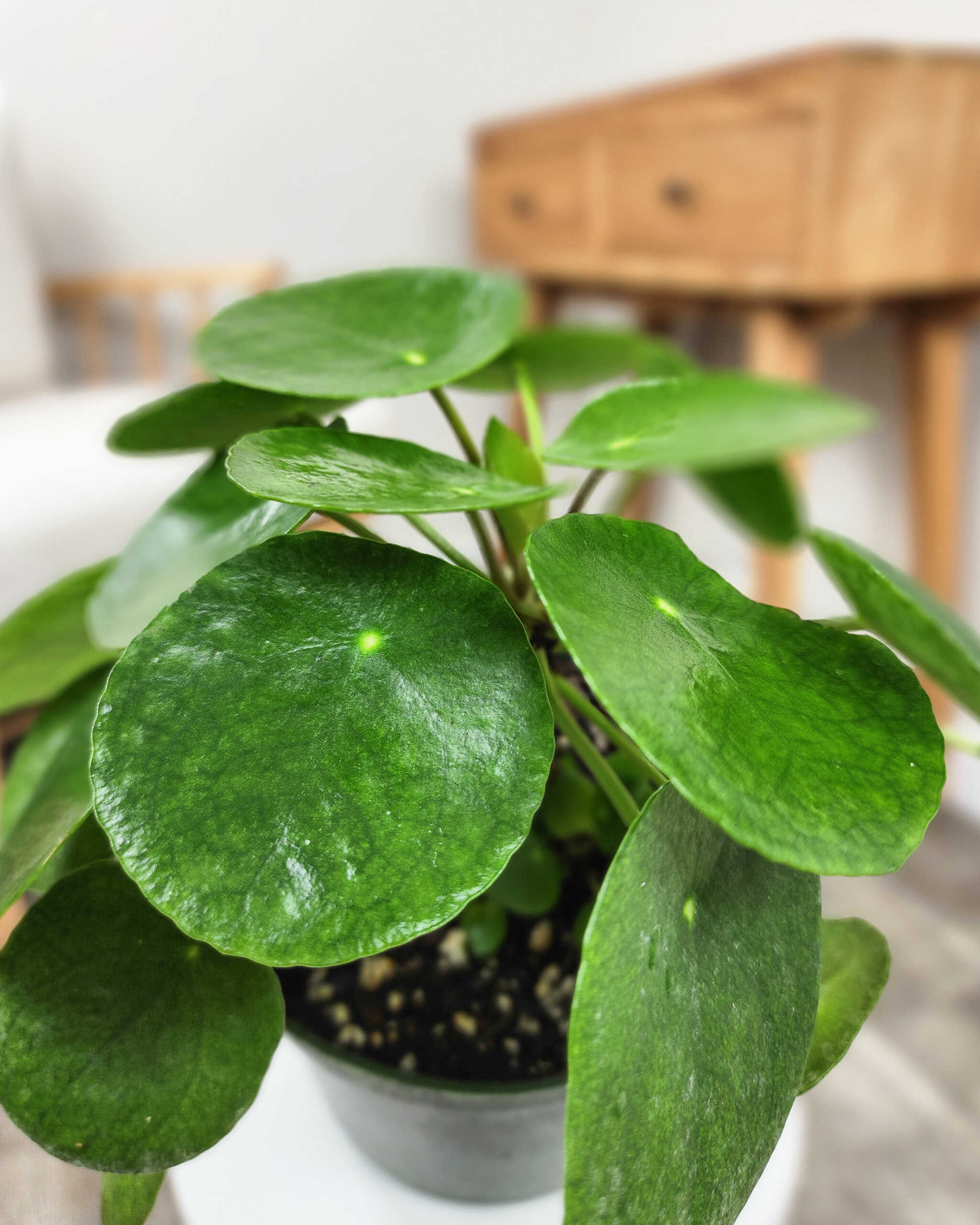 Pilea Peperomioides Plants