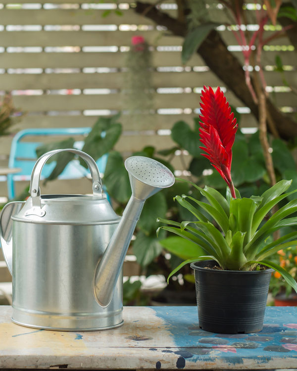 Bromeliads as Houseplants | PlantVine