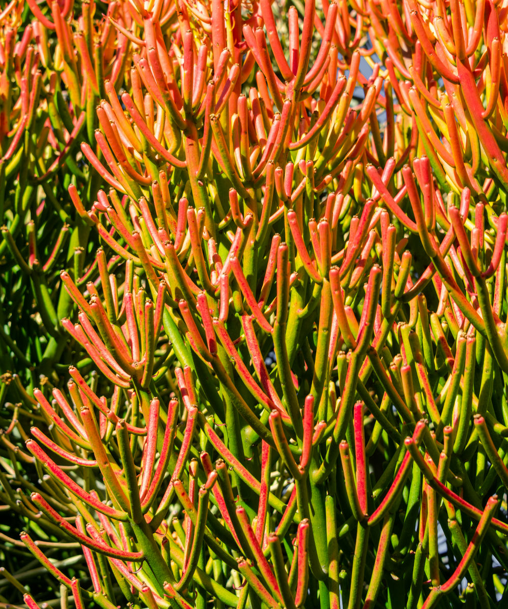 Buy Euphorbia Tirucalli 'Sticks of Fire', Cactus Pencil Tree | Free ...