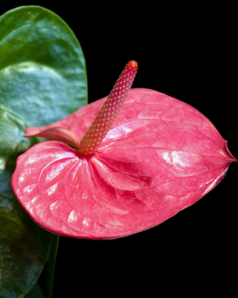 Pink Anthurium | PlantVine