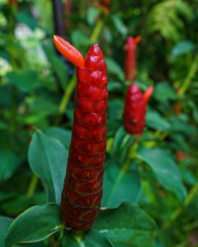 Costus Woodsonii Red Button Ginger Plantvine