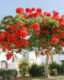 Royal Poinciana | PlantVine