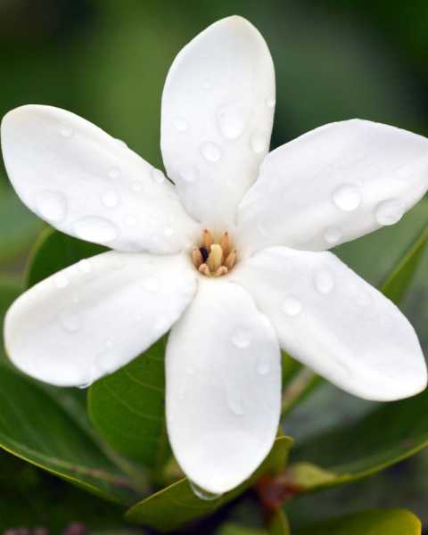 Gardenia Varieties | PlantVine