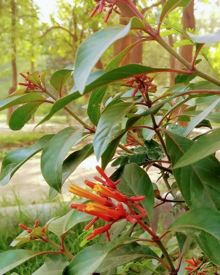 Firebush | PlantVine