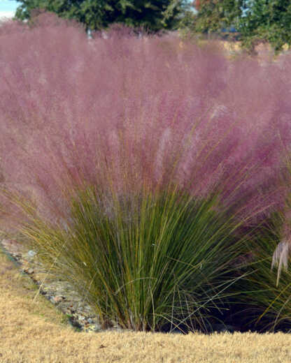 Pink Muhly Grass | PlantVine