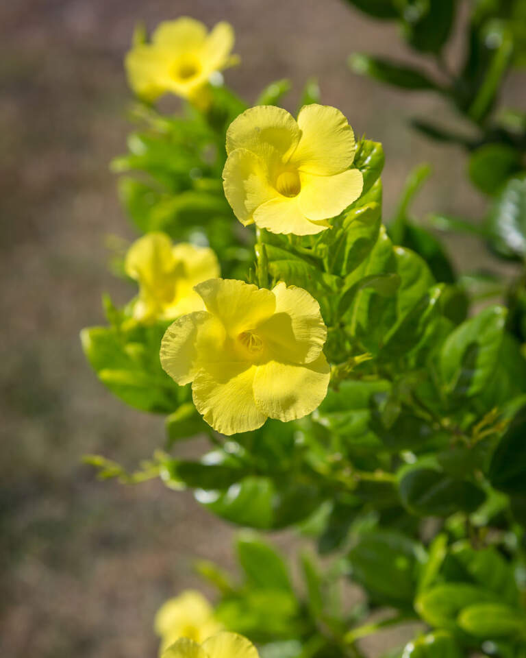 Pentalinon luteum, Wild Allamanda, Yellow Mandevilla, Yellow Dipladenia ...
