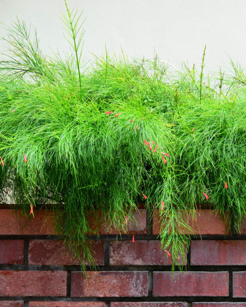 Purchase Russelia Equisetiformis, Firecracker Bush Online
