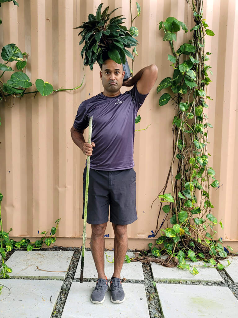 Dwarf Red Congo Philodendron | PlantVine