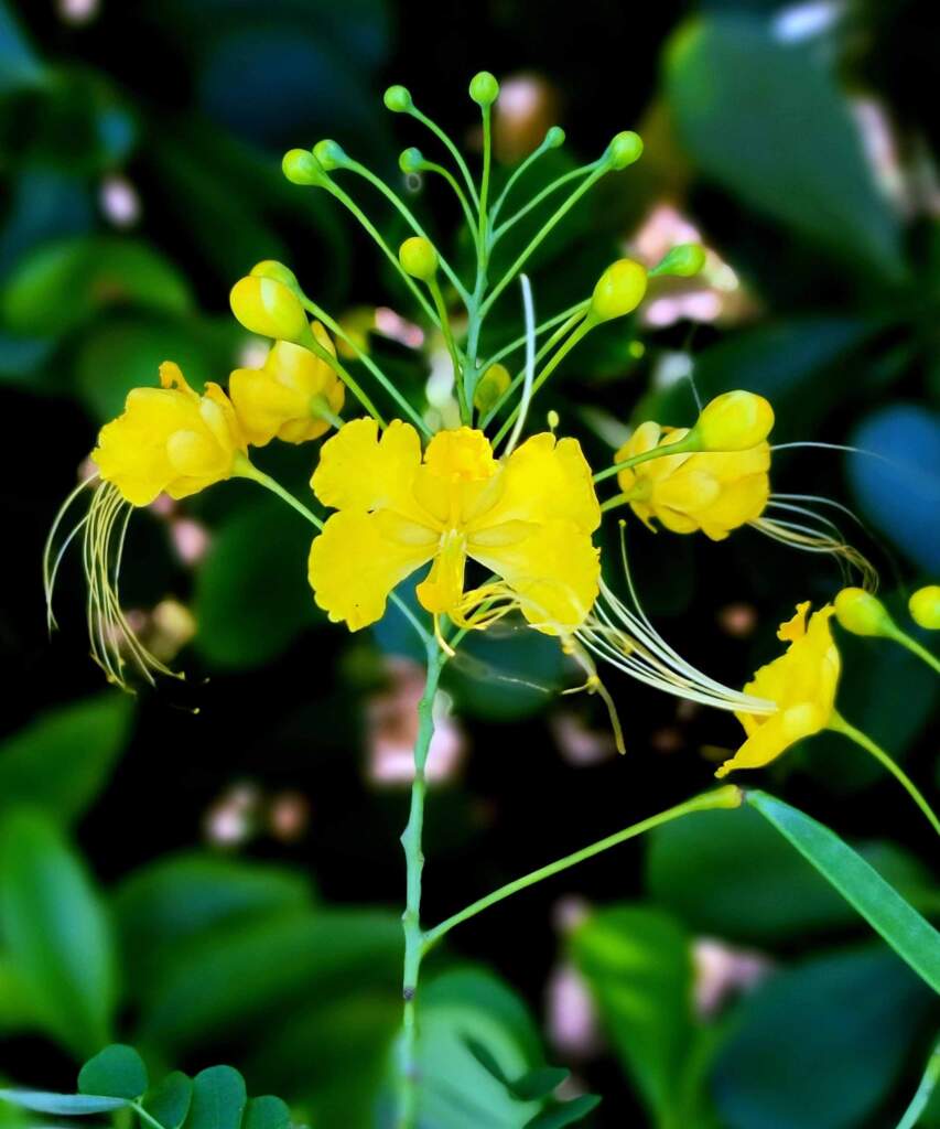 Yellow Pride of Barbados | PlantVine