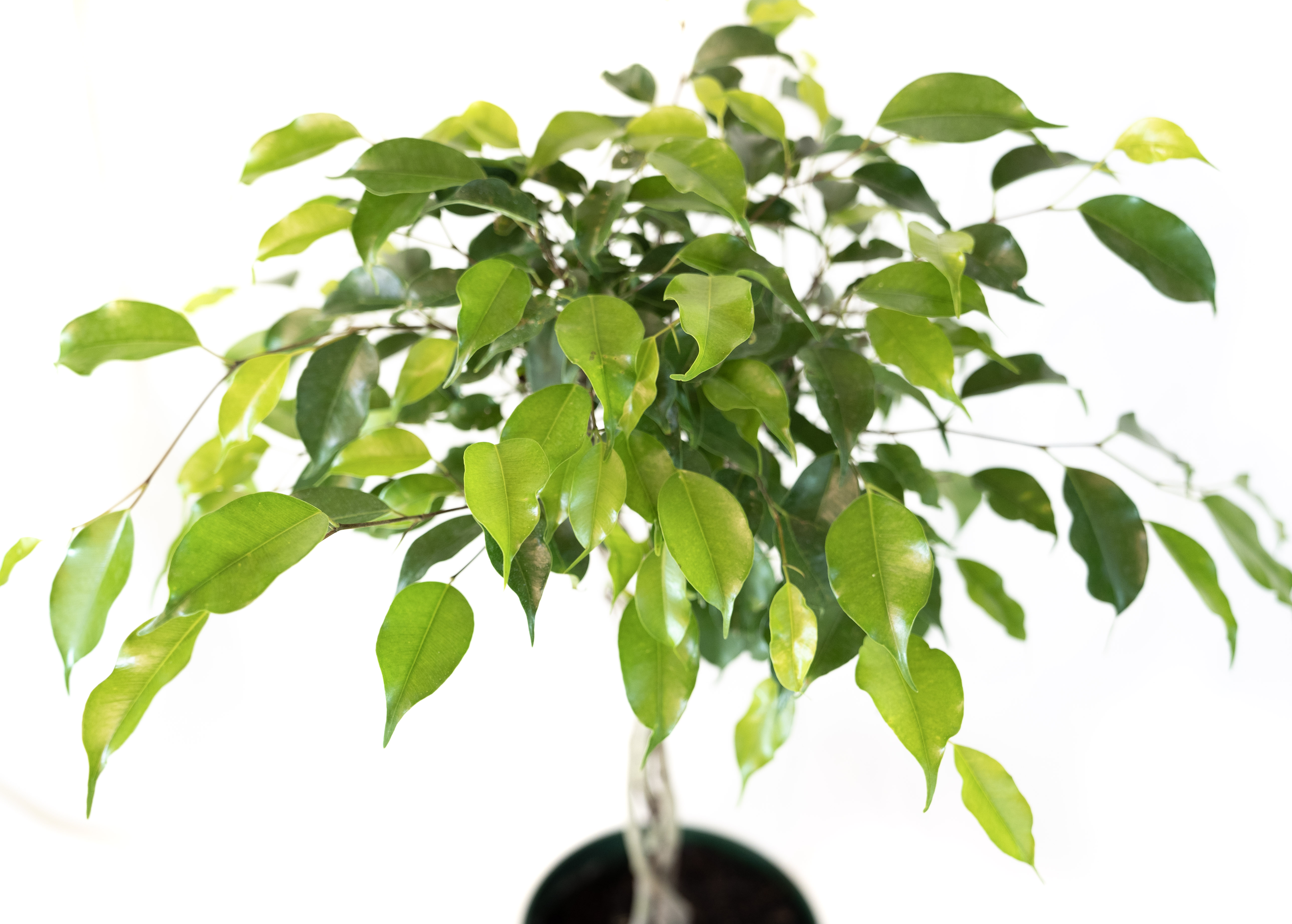 Ficus benjamina 'Wintergreen', Weeping Fig | PlantVine
