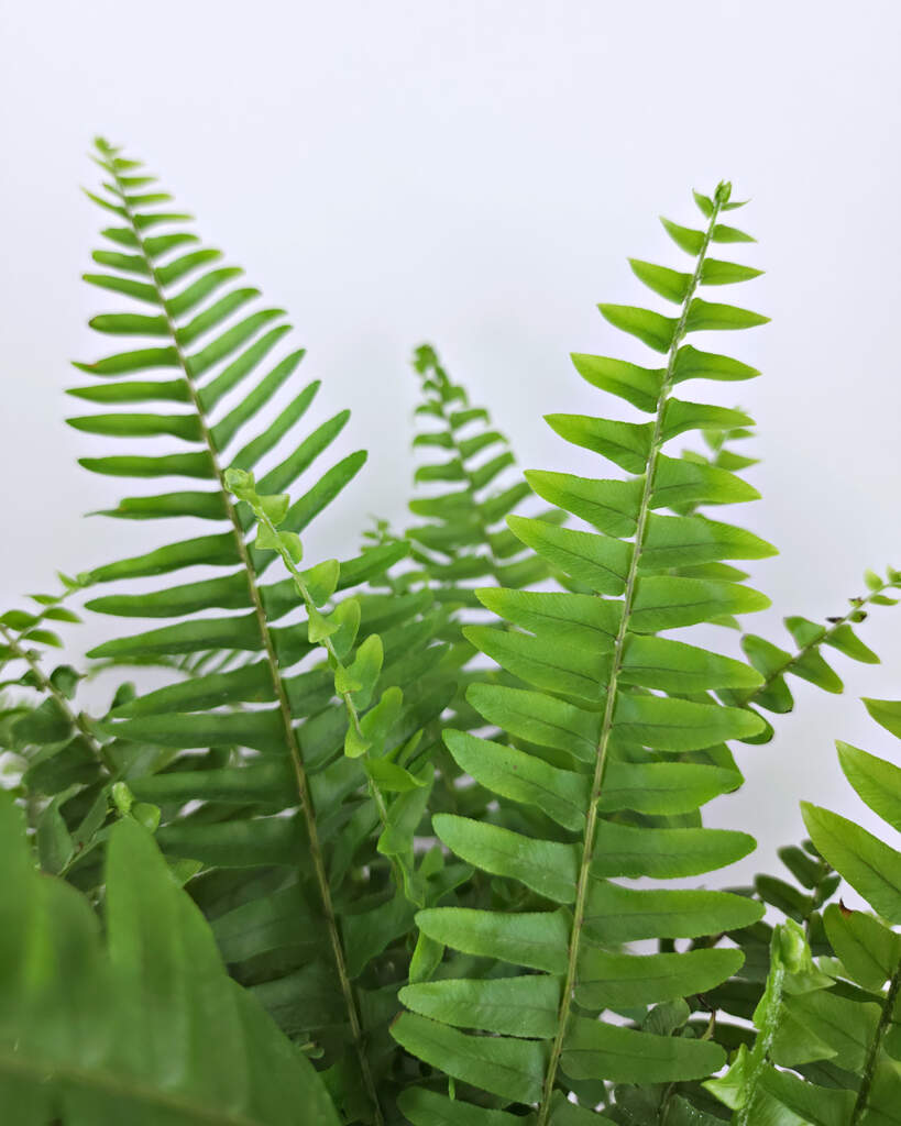 Boston Fern | PlantVine