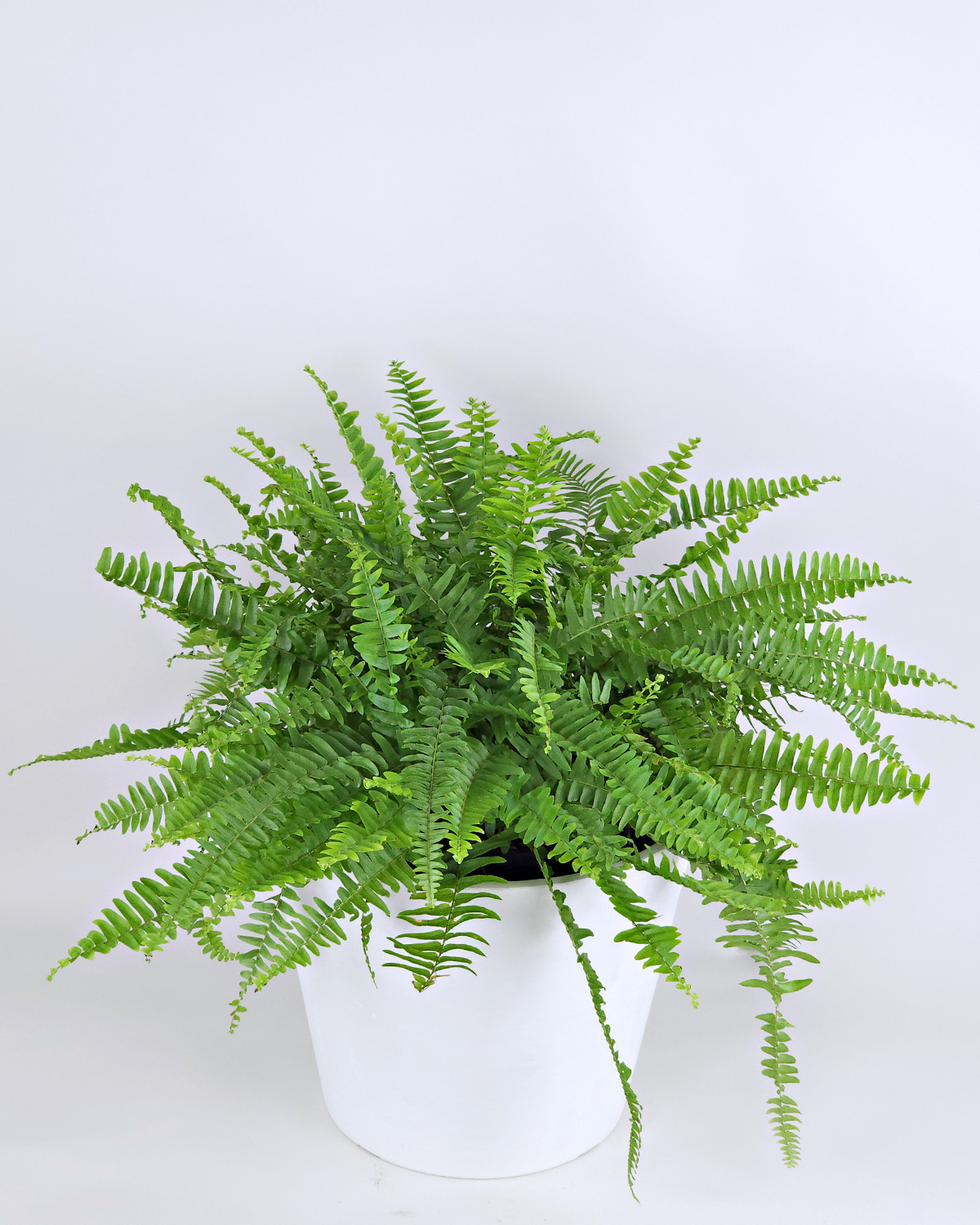 Boston Fern | PlantVine