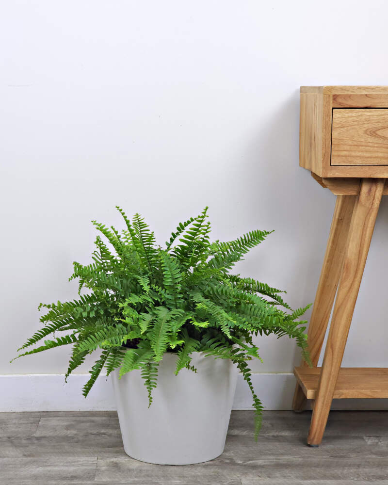 Indoor Fern Plants
