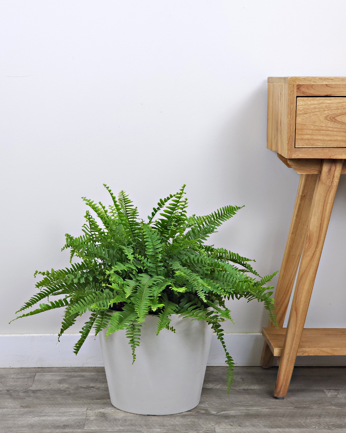 Boston Fern | PlantVine
