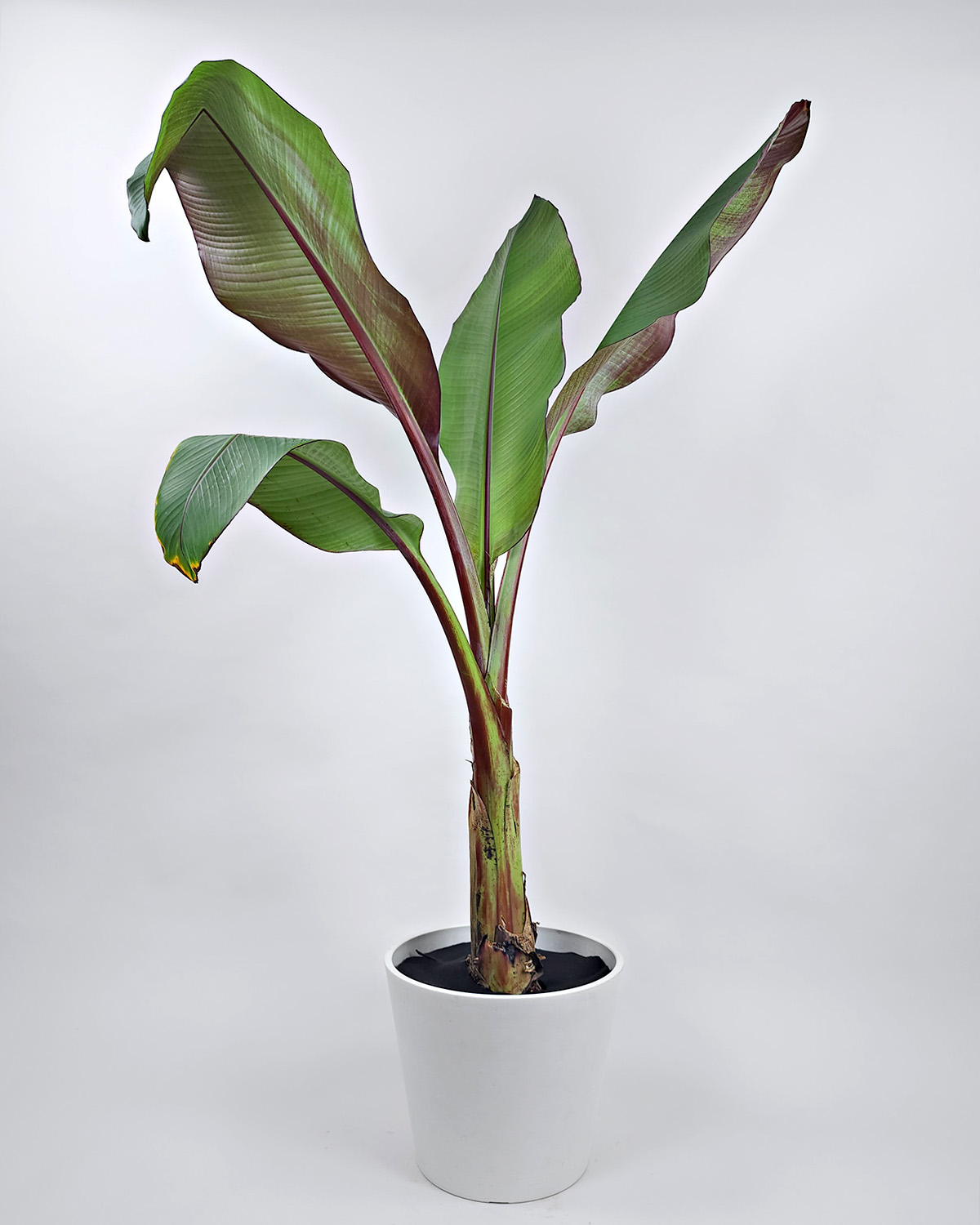 Maurelii Red Banana Tree | PlantVine