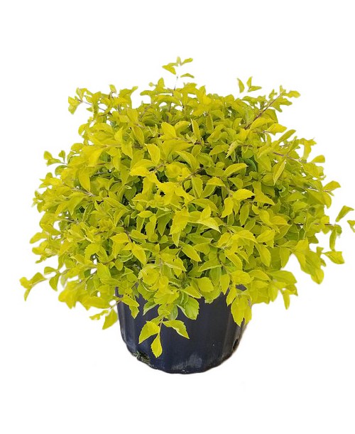 Buy Duranta erecta 'Gold Mound', Golden Dewdrop, Duranta Repens | Free ...