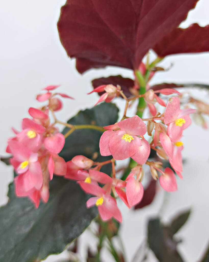 Begonia ‘Angel Wing Pink with Red Leaf’ | PlantVine