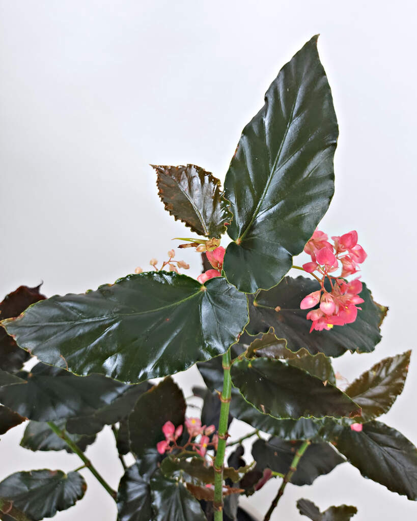 Begonia ‘Angel Wing Pink with Red Leaf’ | PlantVine