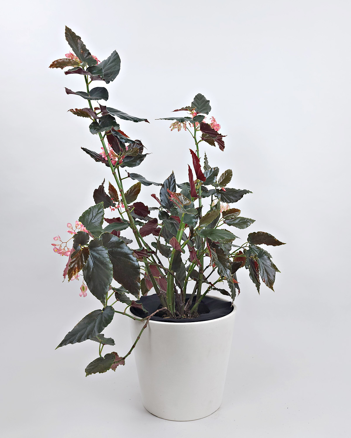 Begonia ‘Angel Wing Pink with Red Leaf’ | PlantVine