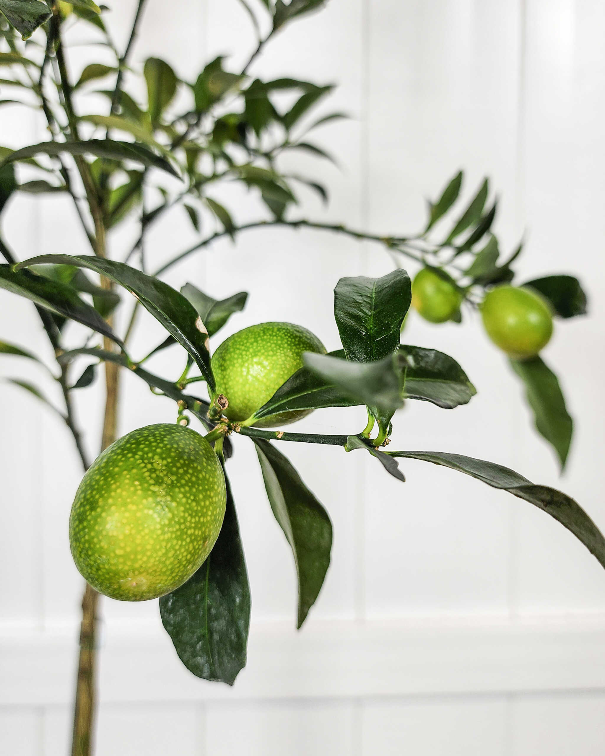 Meiwa Kumquat Tree | PlantVine