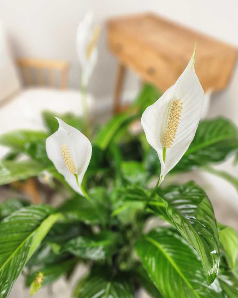 Best Plants for Dark Bathrooms | PlantVine