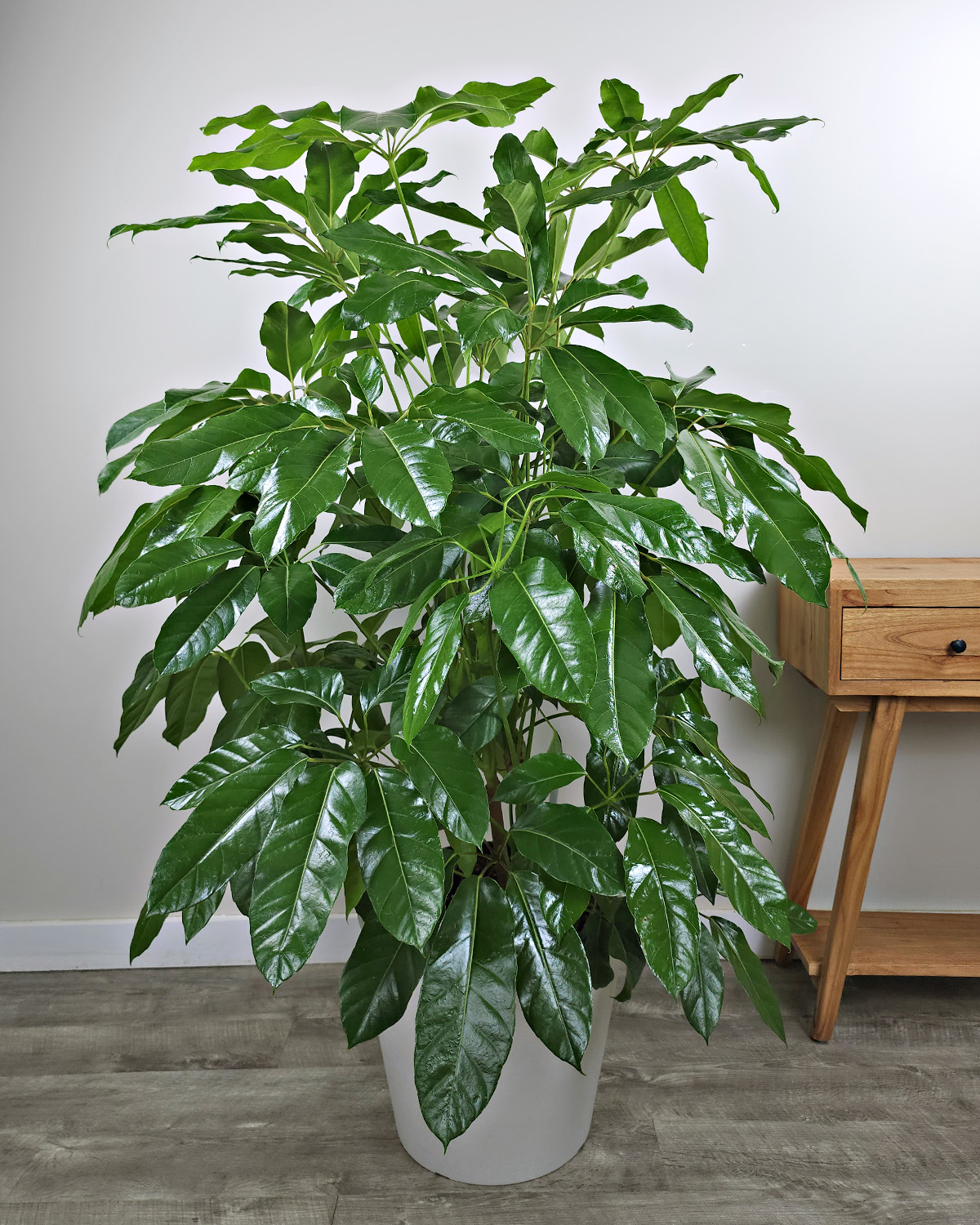 Buy Schefflera Actinophylla 'Amate', Umbrella Tree | PlantVine