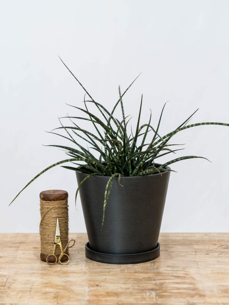 Selva Planter 8-inch | PlantVine