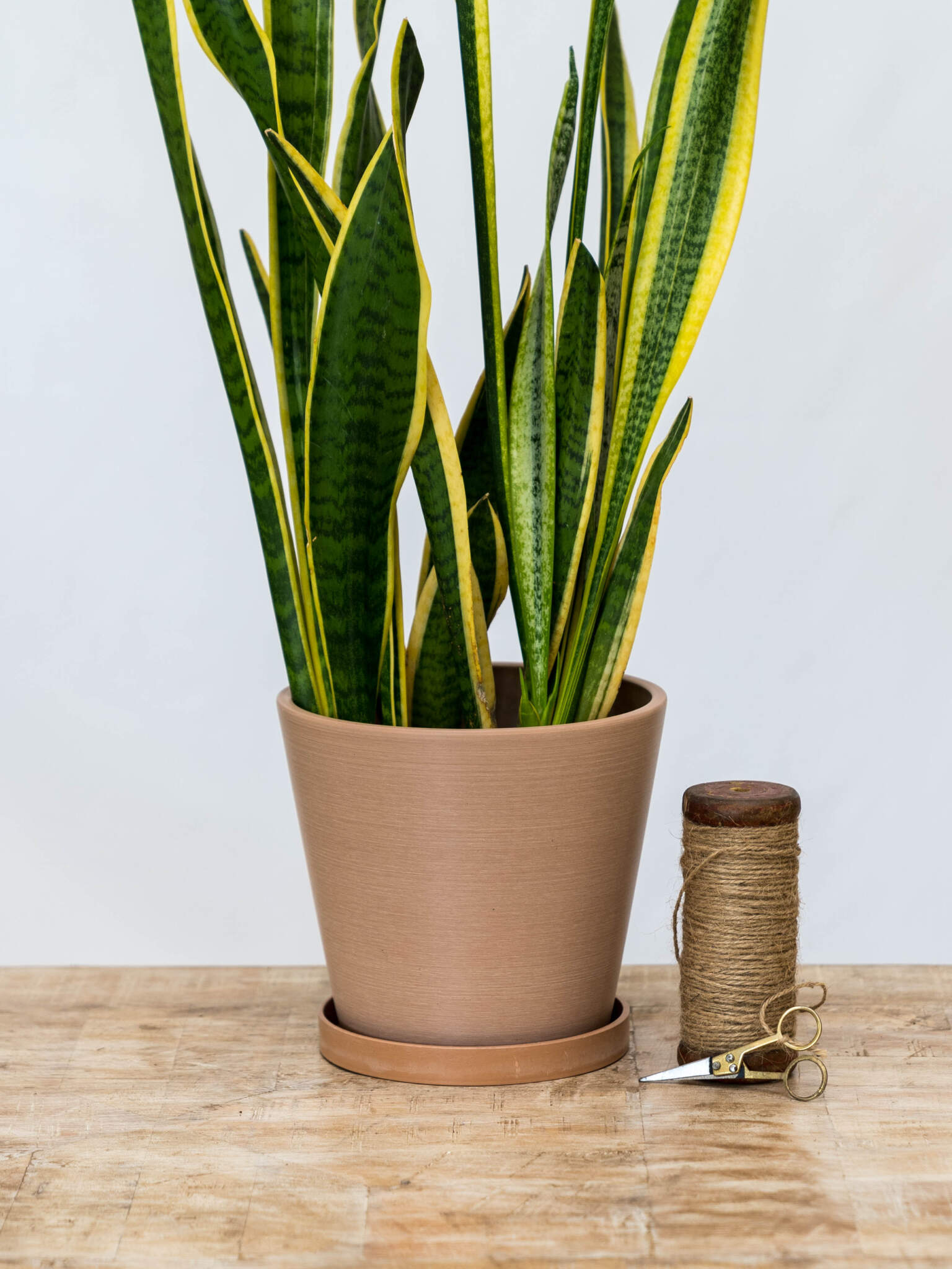 Selva Planter 8-inch | PlantVine