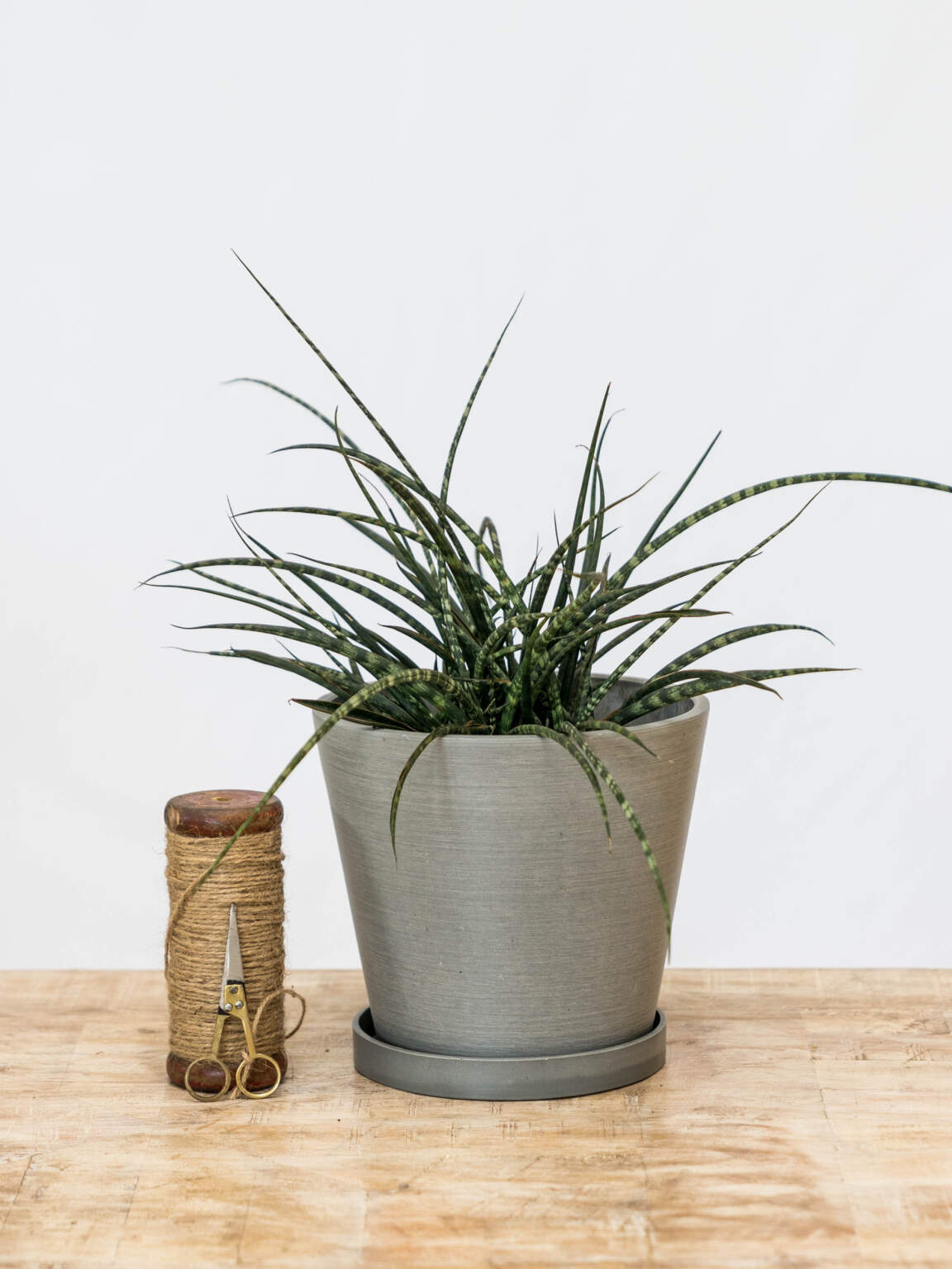 Selva Planter 8-inch | PlantVine