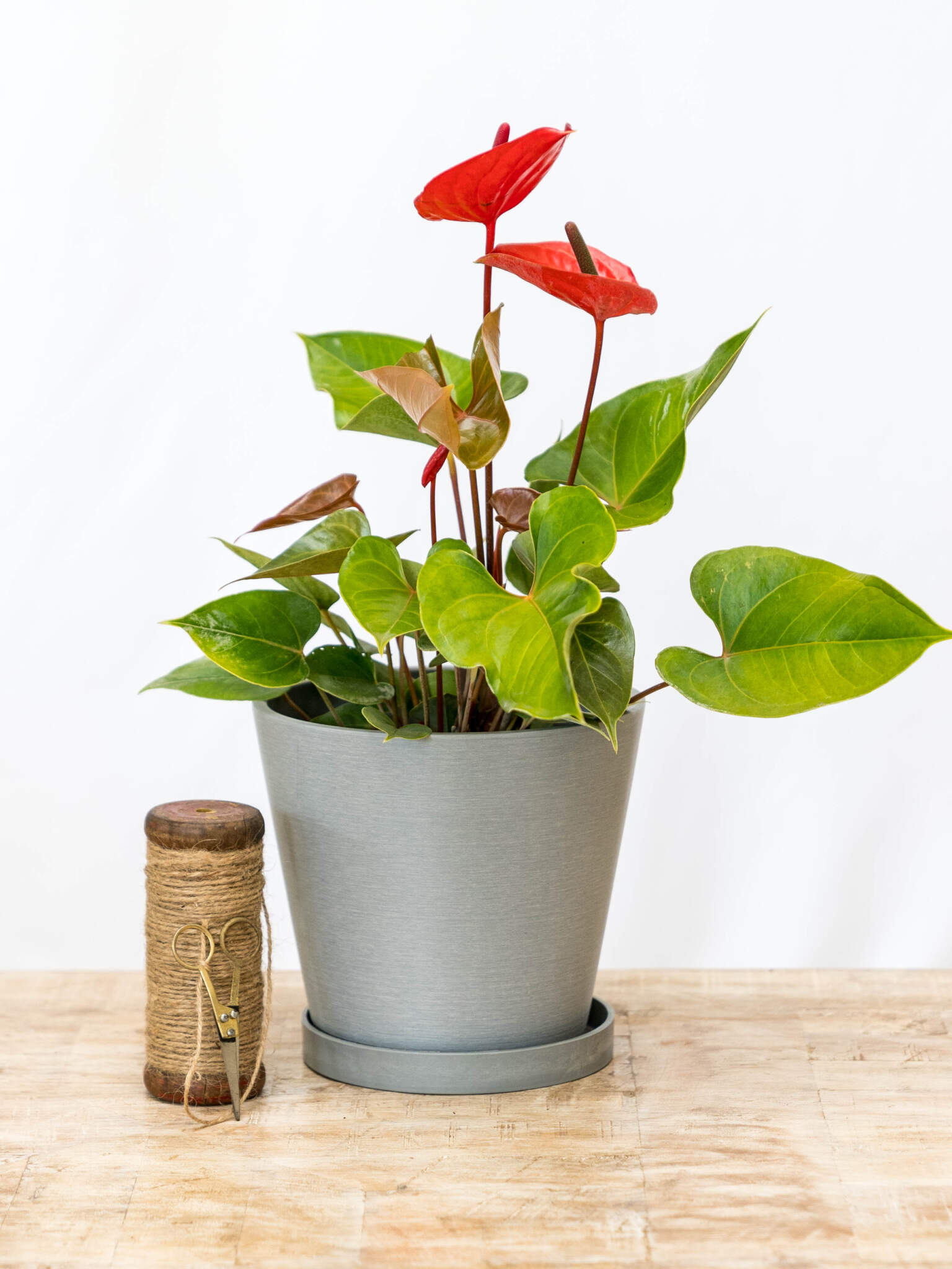 Selva Planter 8-inch | PlantVine