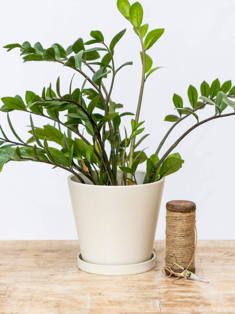 Selva Planter 8-inch | PlantVine