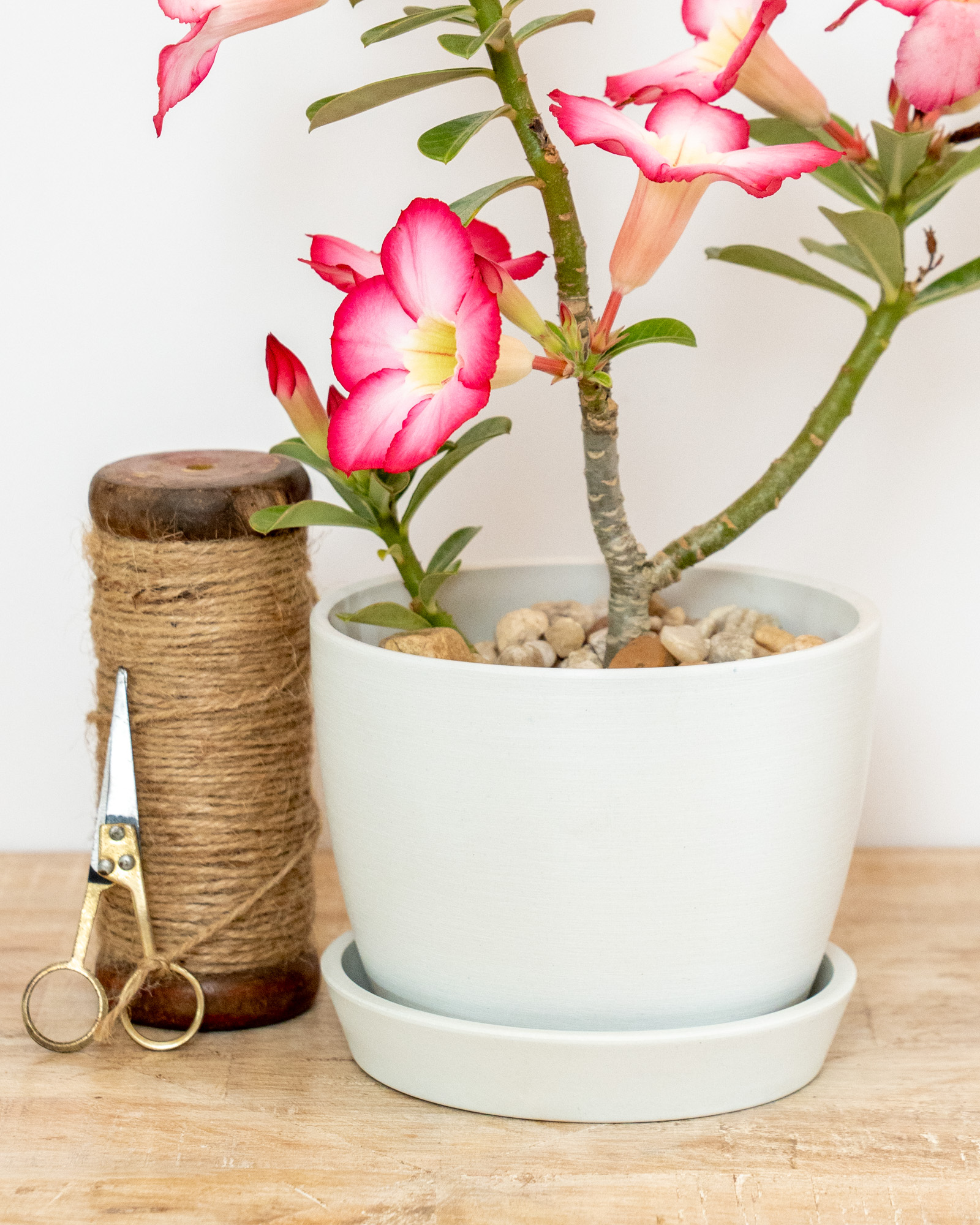 Meseta Planter 5.5-inch | PlantVine