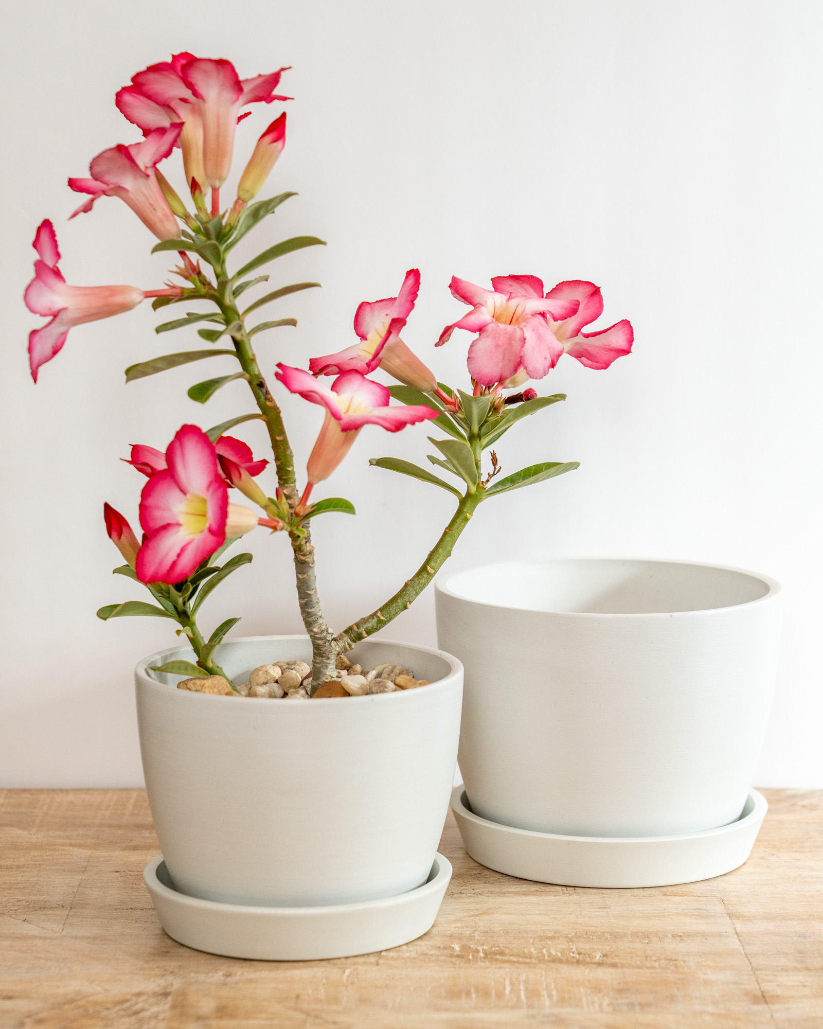 Meseta Planter 6.5-inch | PlantVine