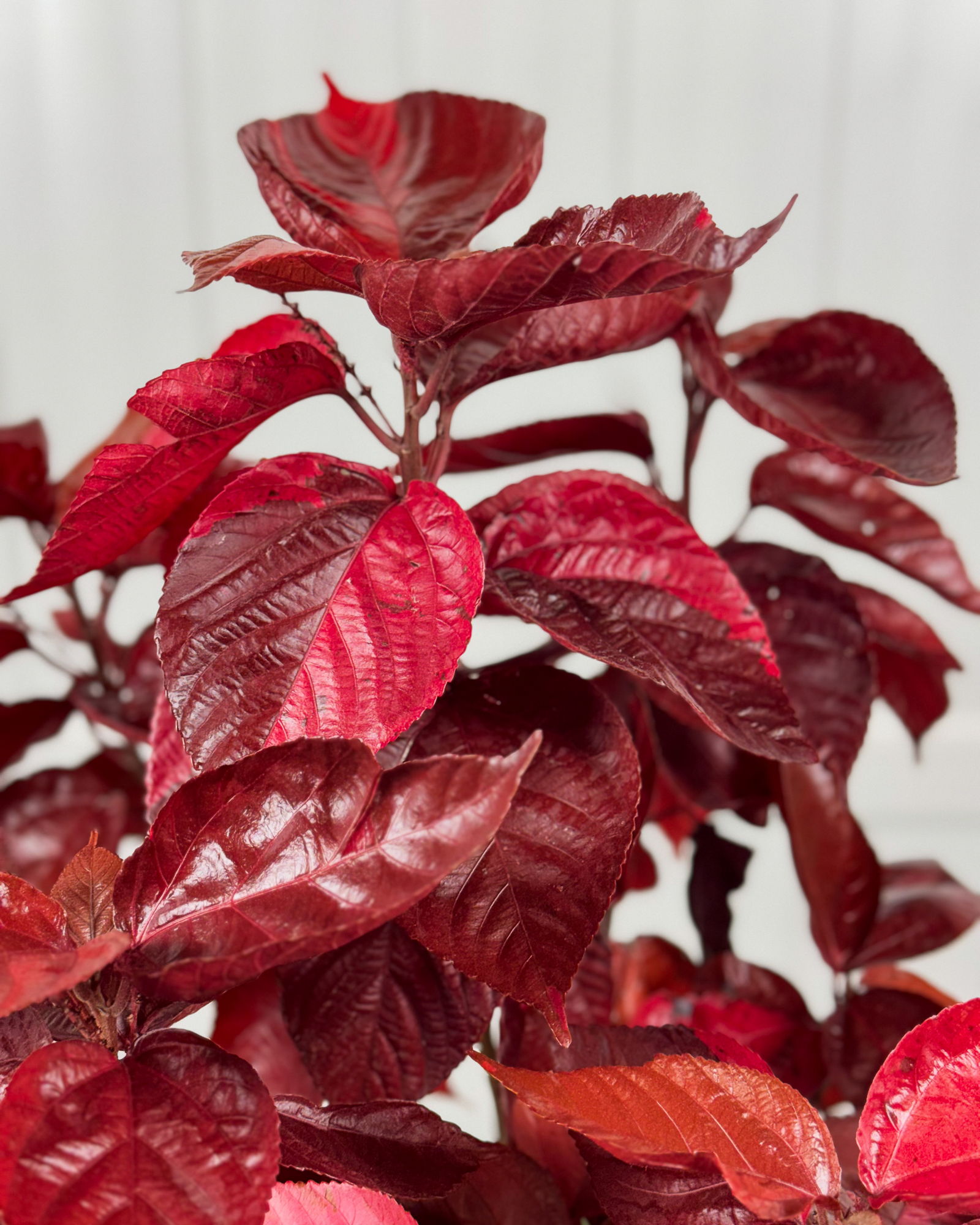 Louisiana Red Copperleaf Plant | PlantVine