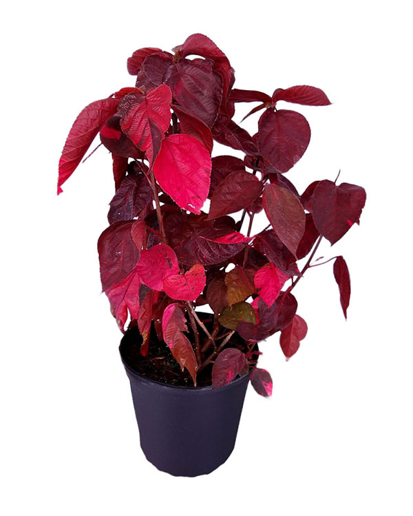 Buy Acalypha wilkesiana 'Louisiana Red', Copperleaf | Free Shipping ...