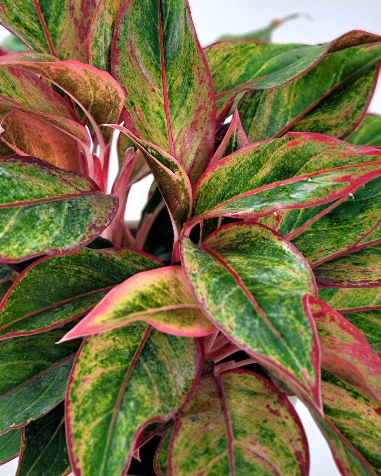 Aglaonema ‘Siam Red’ | PlantVine